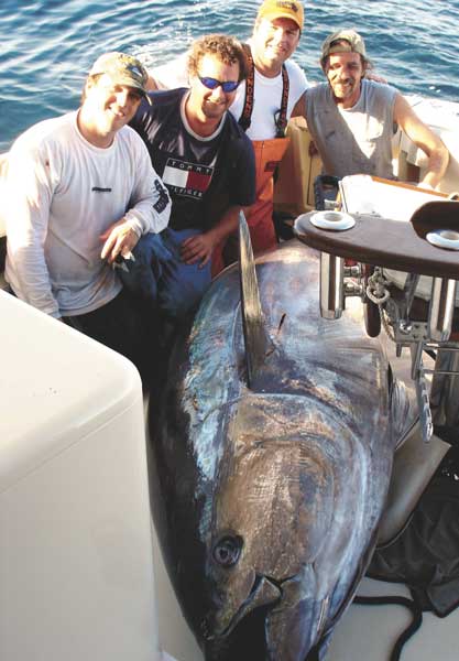 Will Bluefins Rebound