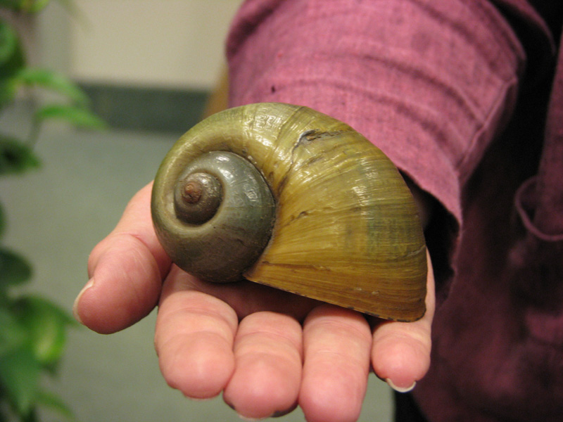 Invasive Island Applesnail Found in Horry County Ponds