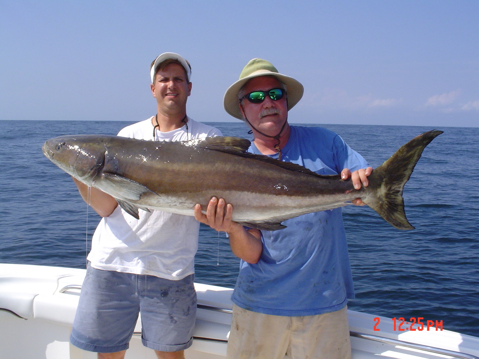 Inshore cobia thick at Crystal Coast