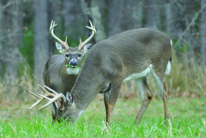 Fewer does equals active North Carolina bucks