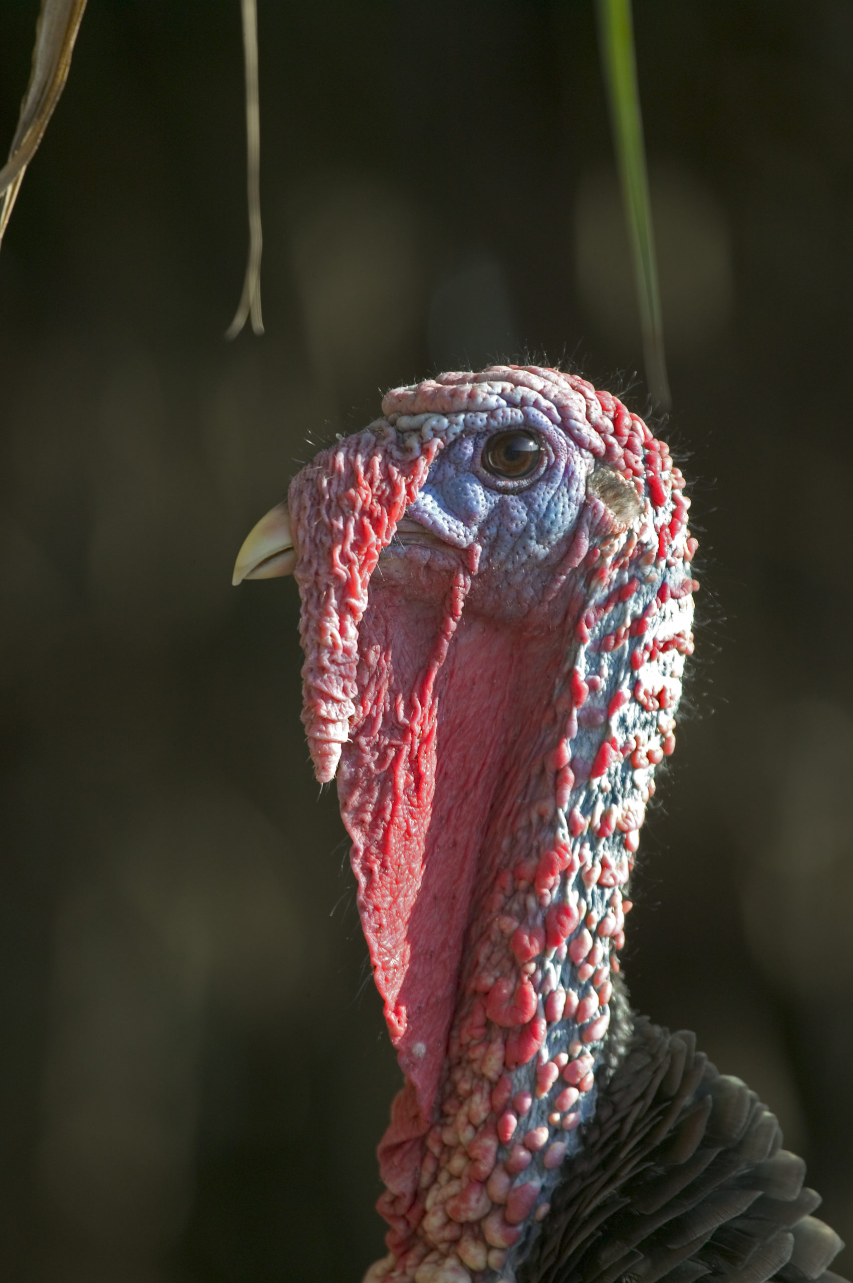 Volunteers needed for summer turkey nesting survey