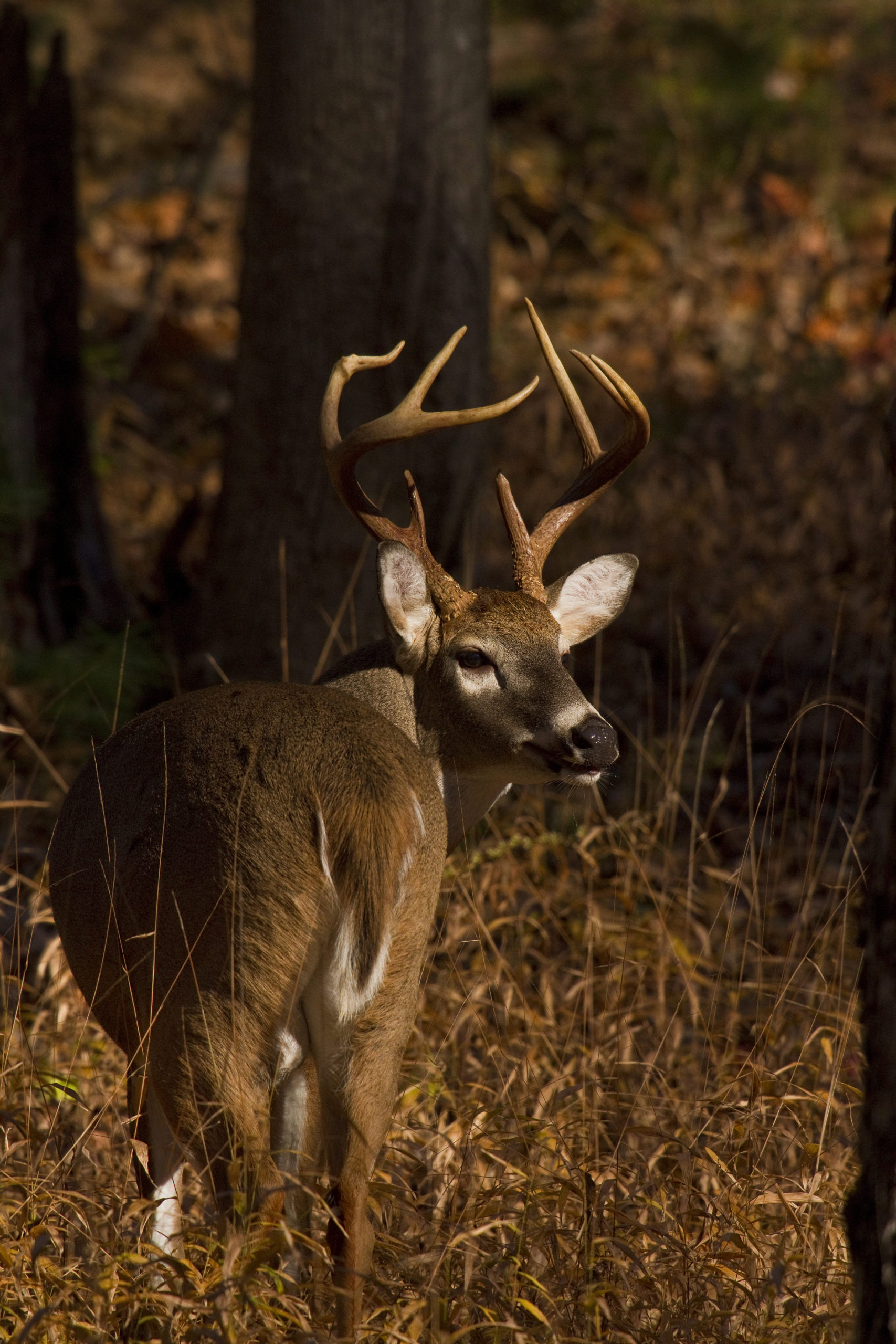 2011 NC Deer Hunting Forecast
