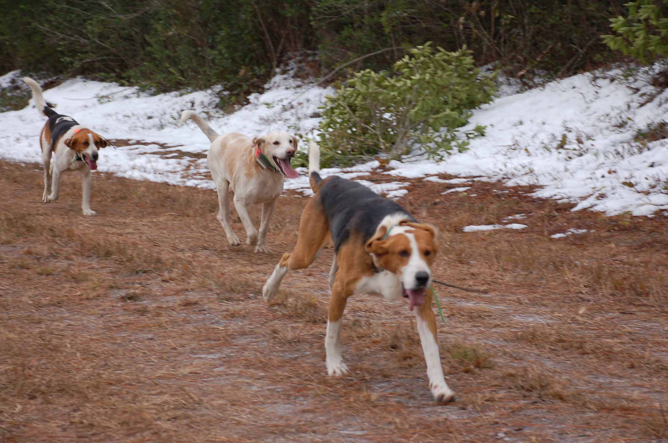 Amendment to dog-hunting bill pleases landowners; SC Wildlife ...