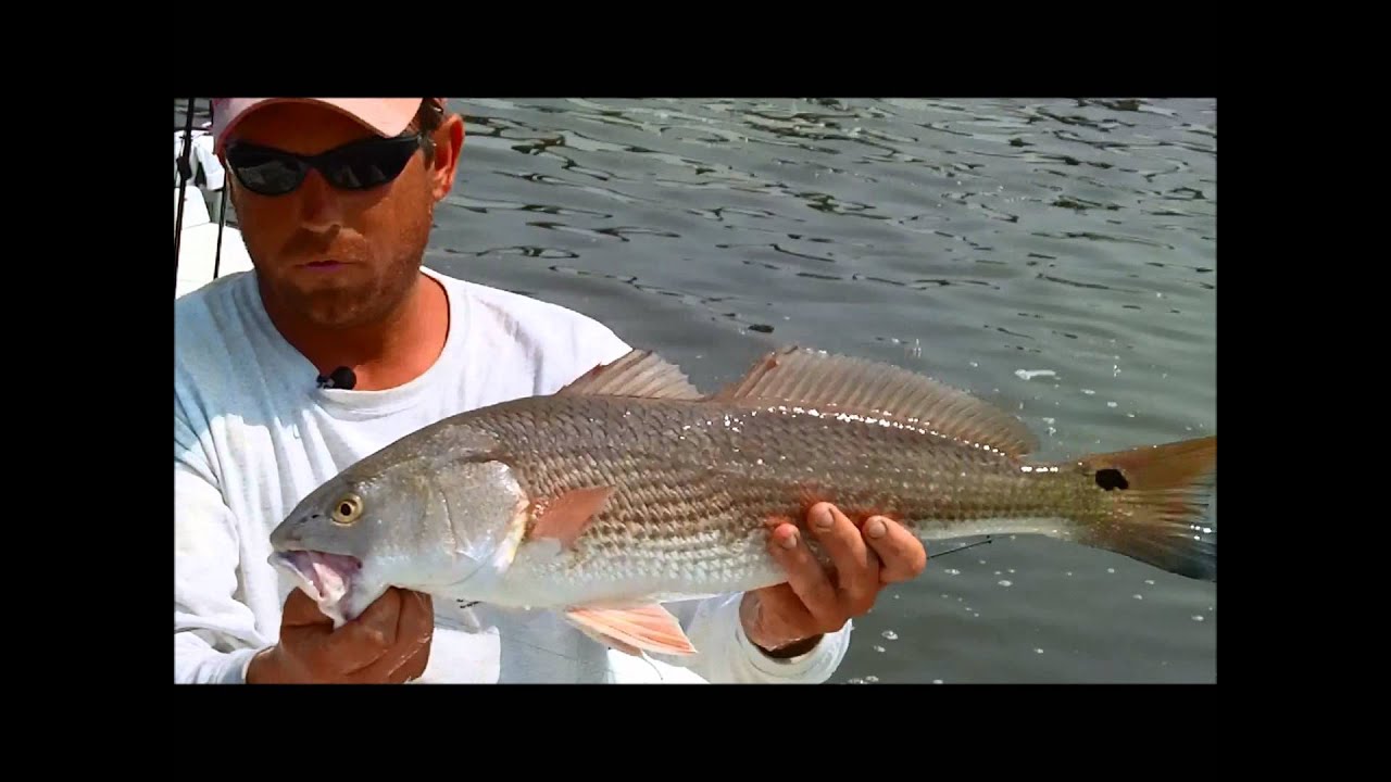 Fish boat docks for big redfish