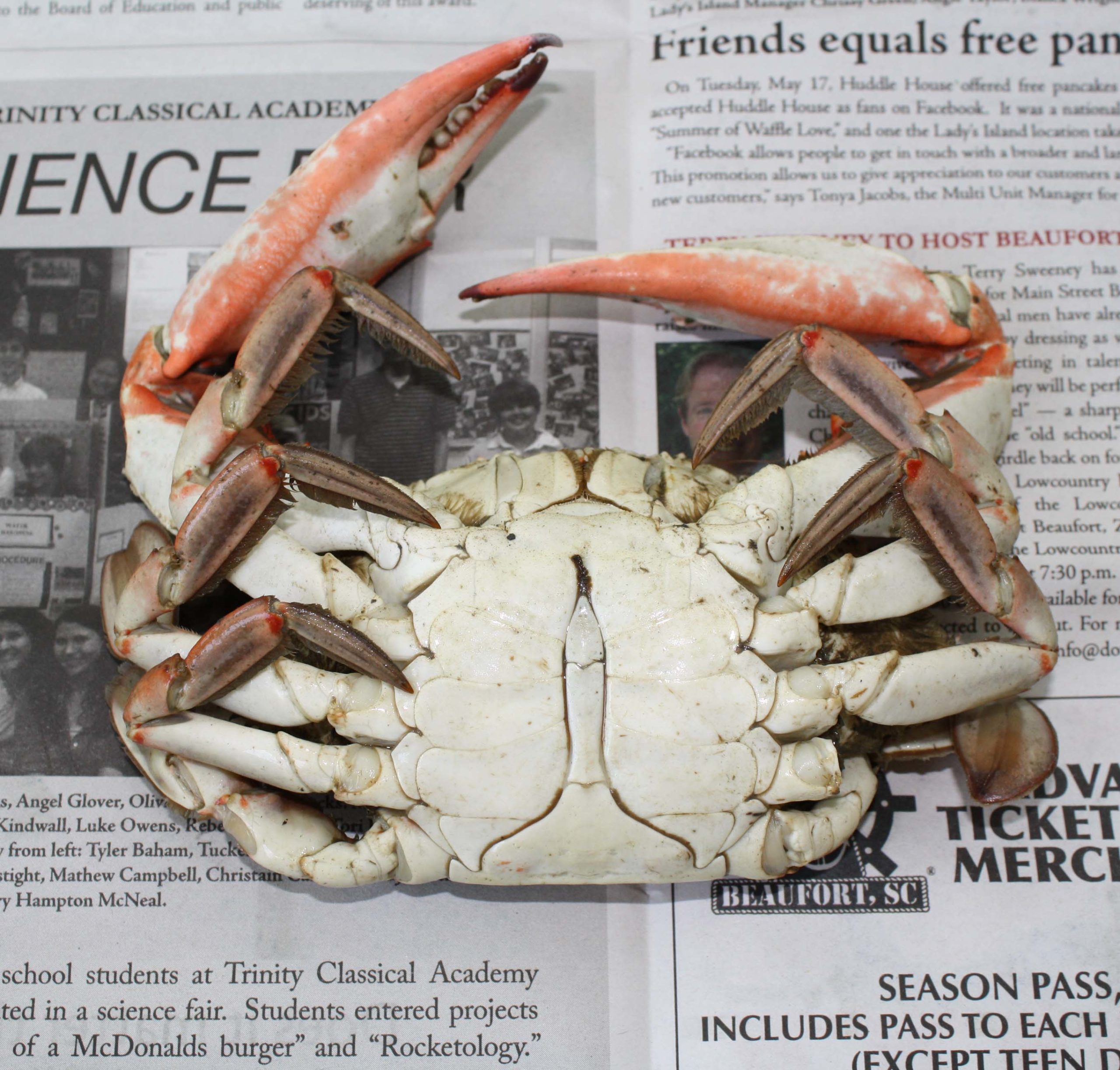 Pick a crab like a pro