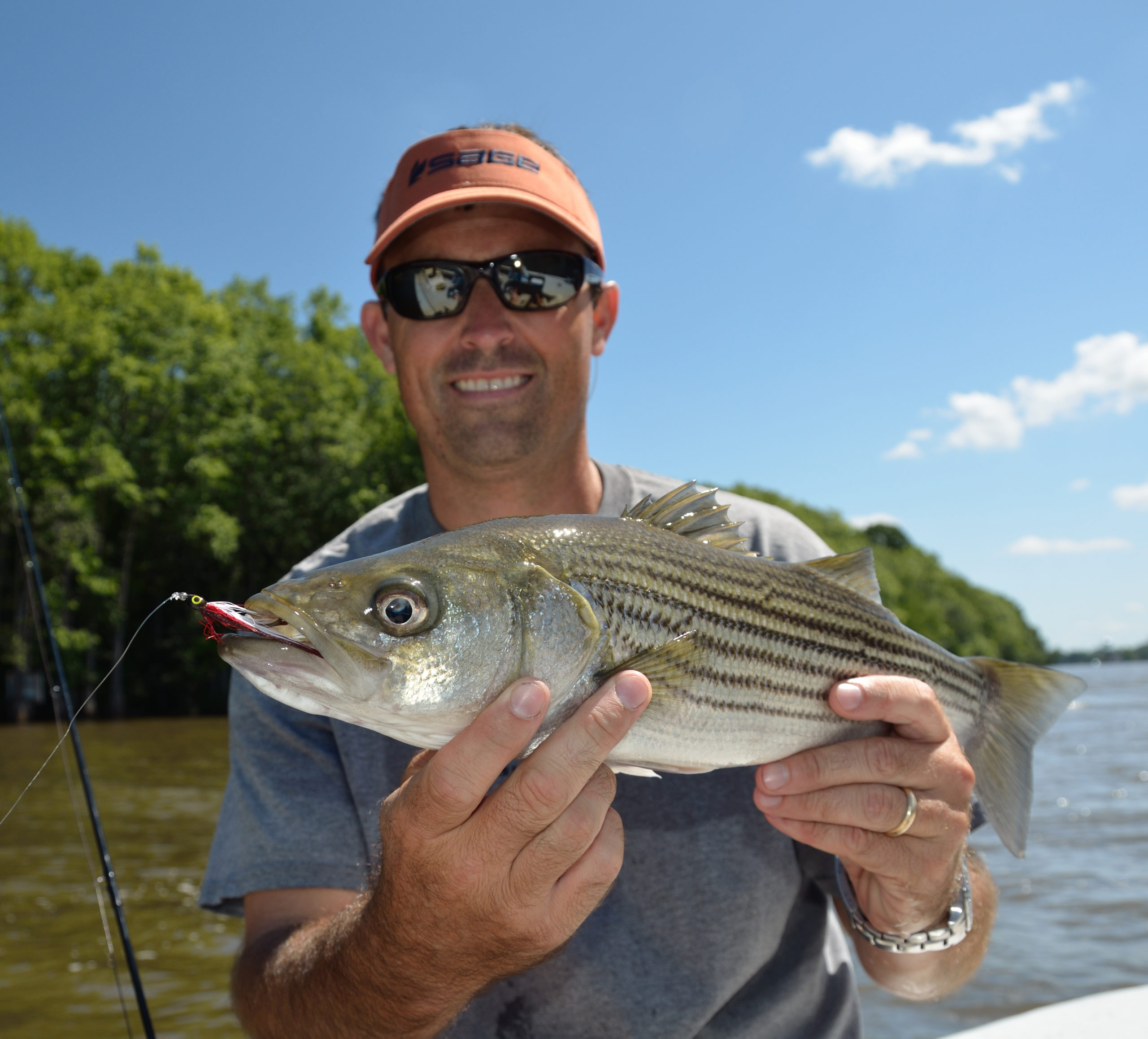 The striper run is still on -- just downstream