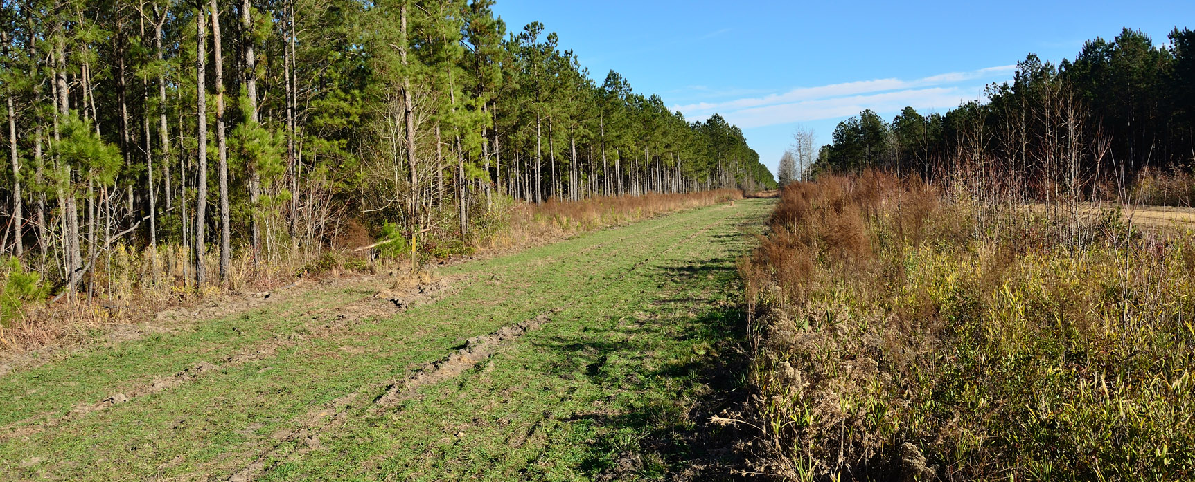 Trim the edges, improve food-plot productivity for deer, ducks and turkeys