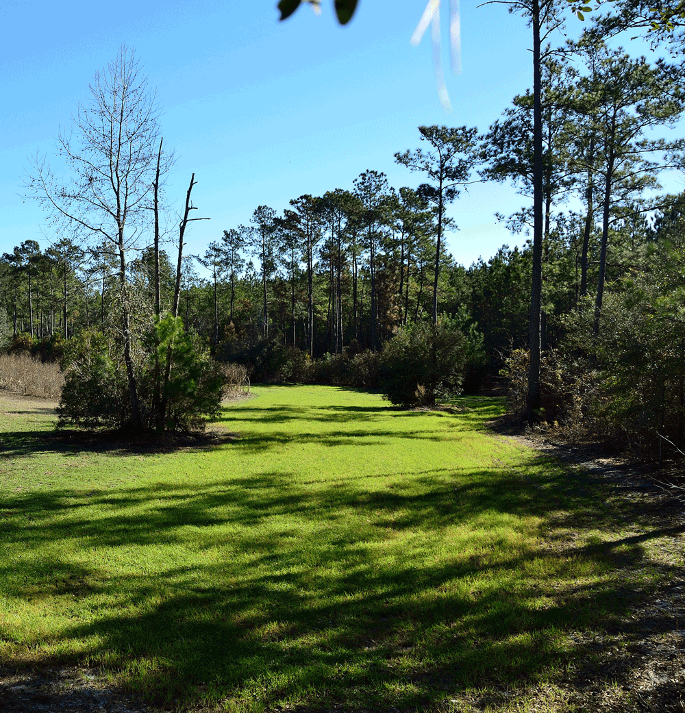 Create hot spots: plant immediately-maturing food-plot varieties
