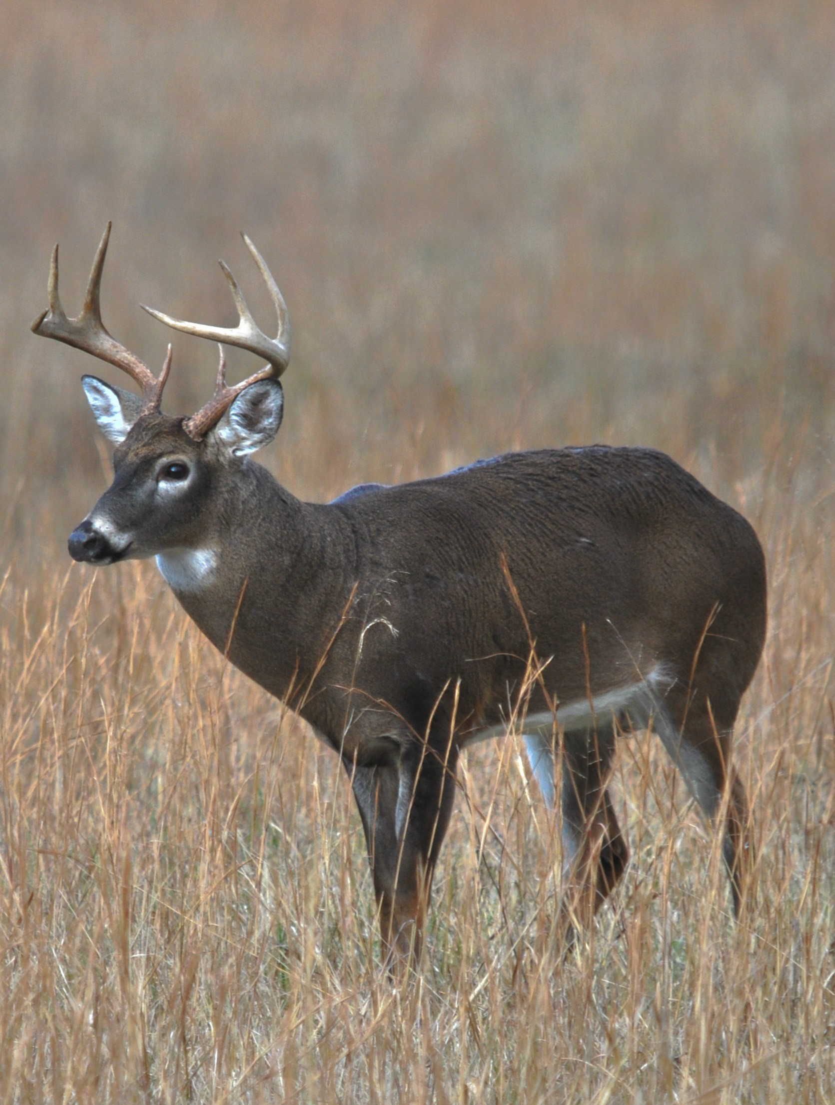 Commission will vote Nov. 8 on controversial pen-raised deer proposals