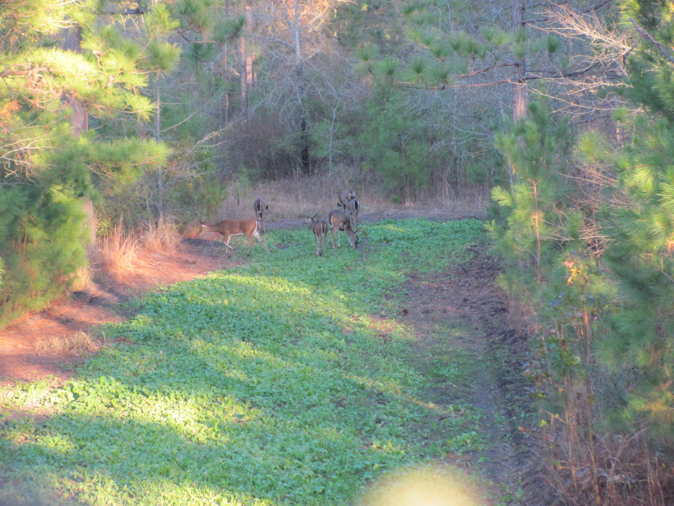 Food plots, thick cover a terrific combo for late-season bucks