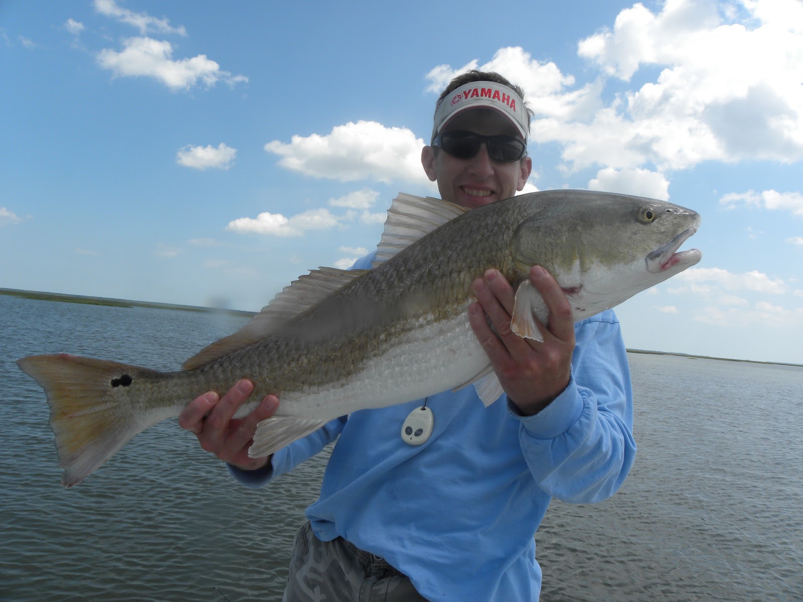 Competing for food, reds in Bogue Sound have become aggressive