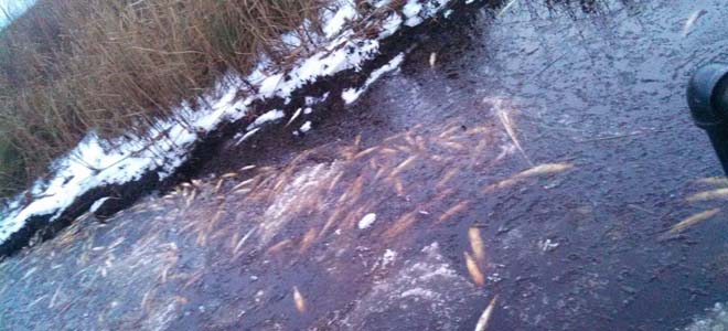 Massive trout kill ranged from Cape Fear River north after winter storm