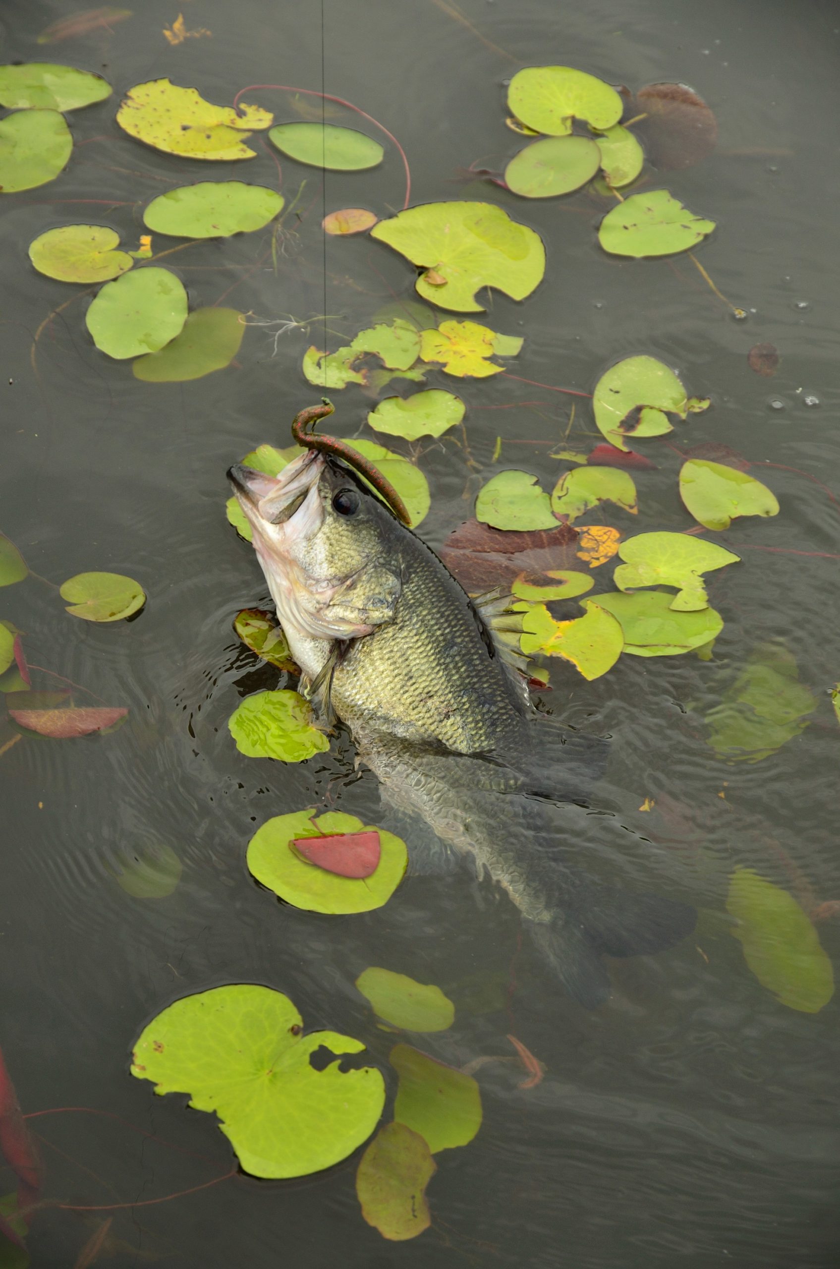 Follow the bass fry at Santee Cooper lakes