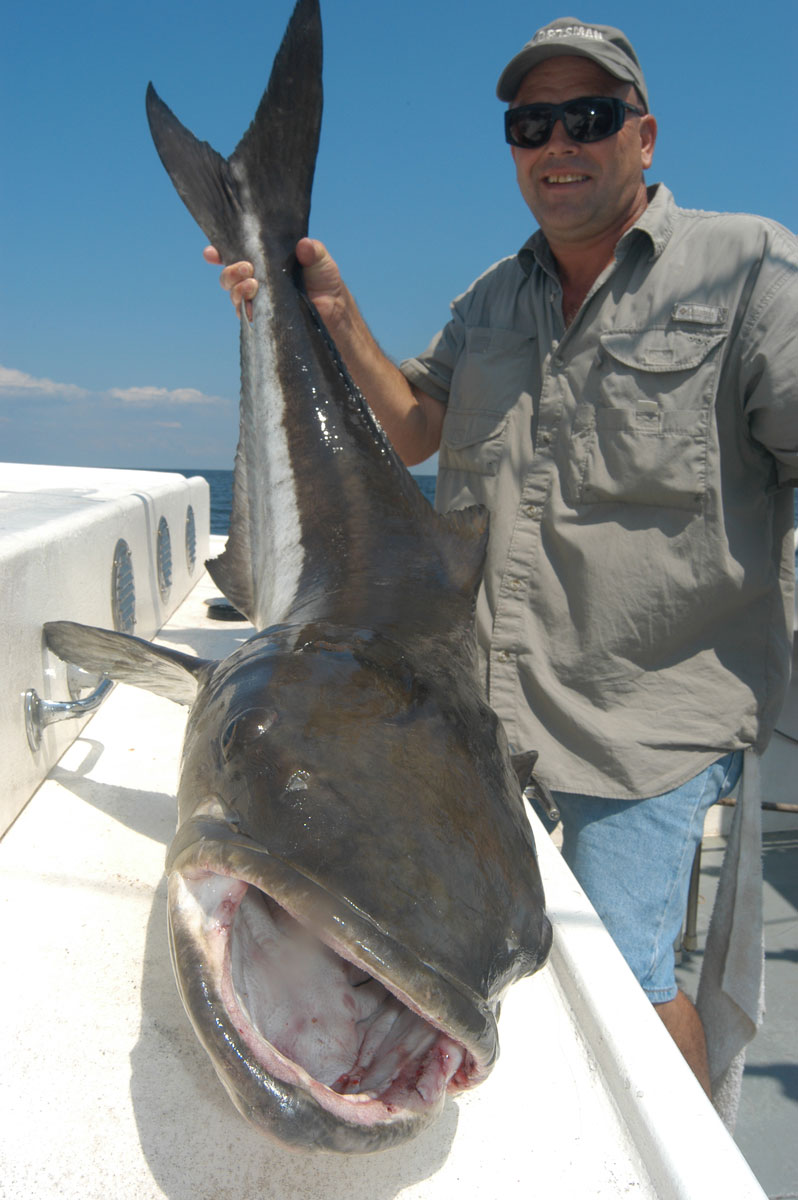 The best bait colors for fishing cobia