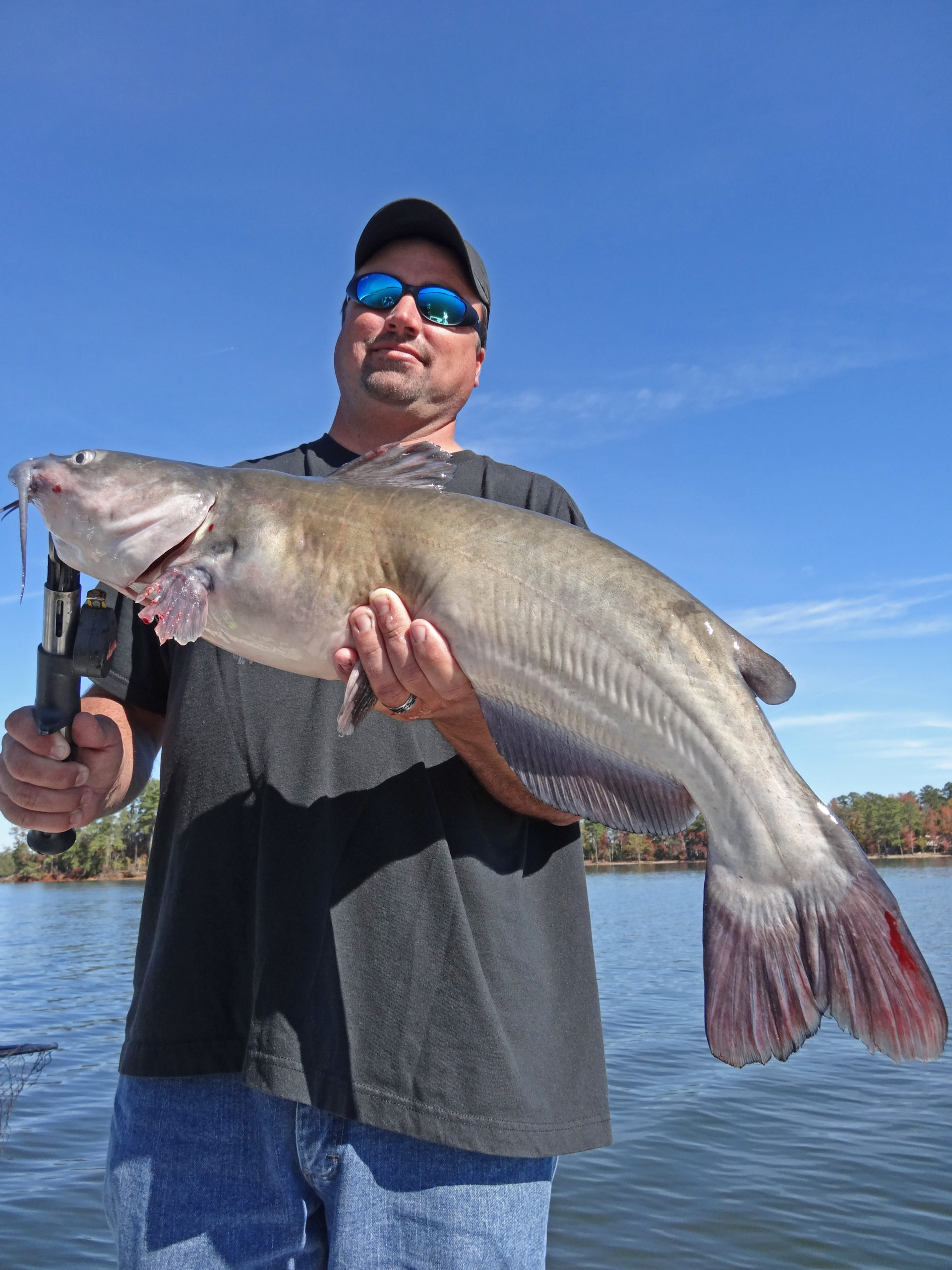 Early shallow-water bite has been great on Lake Murray channel cats