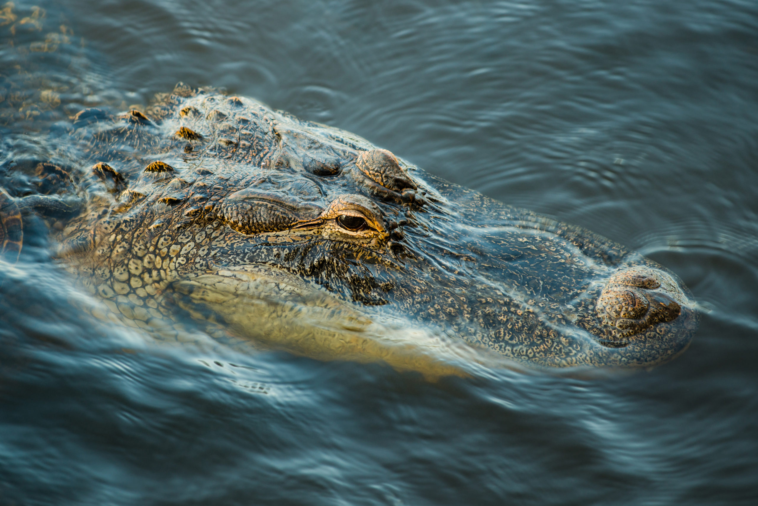Deadline to apply for South Carolina alligator season tags approaches