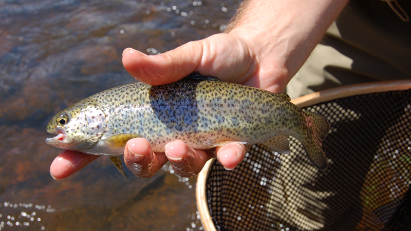Get primed for western North Carolina's trout streams with these tips