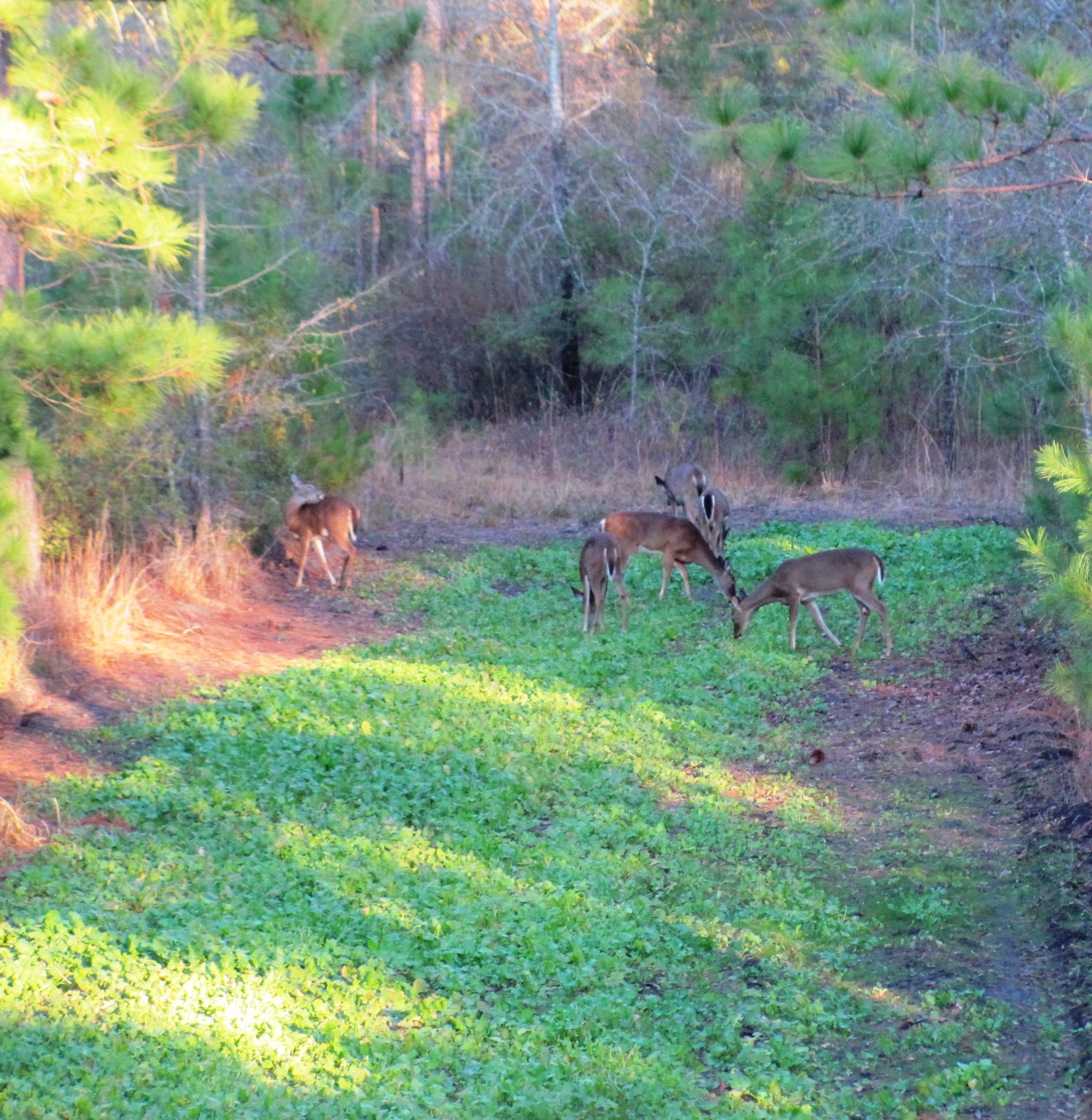With South Carolina's deer season approaching, there's plenty of work ...
