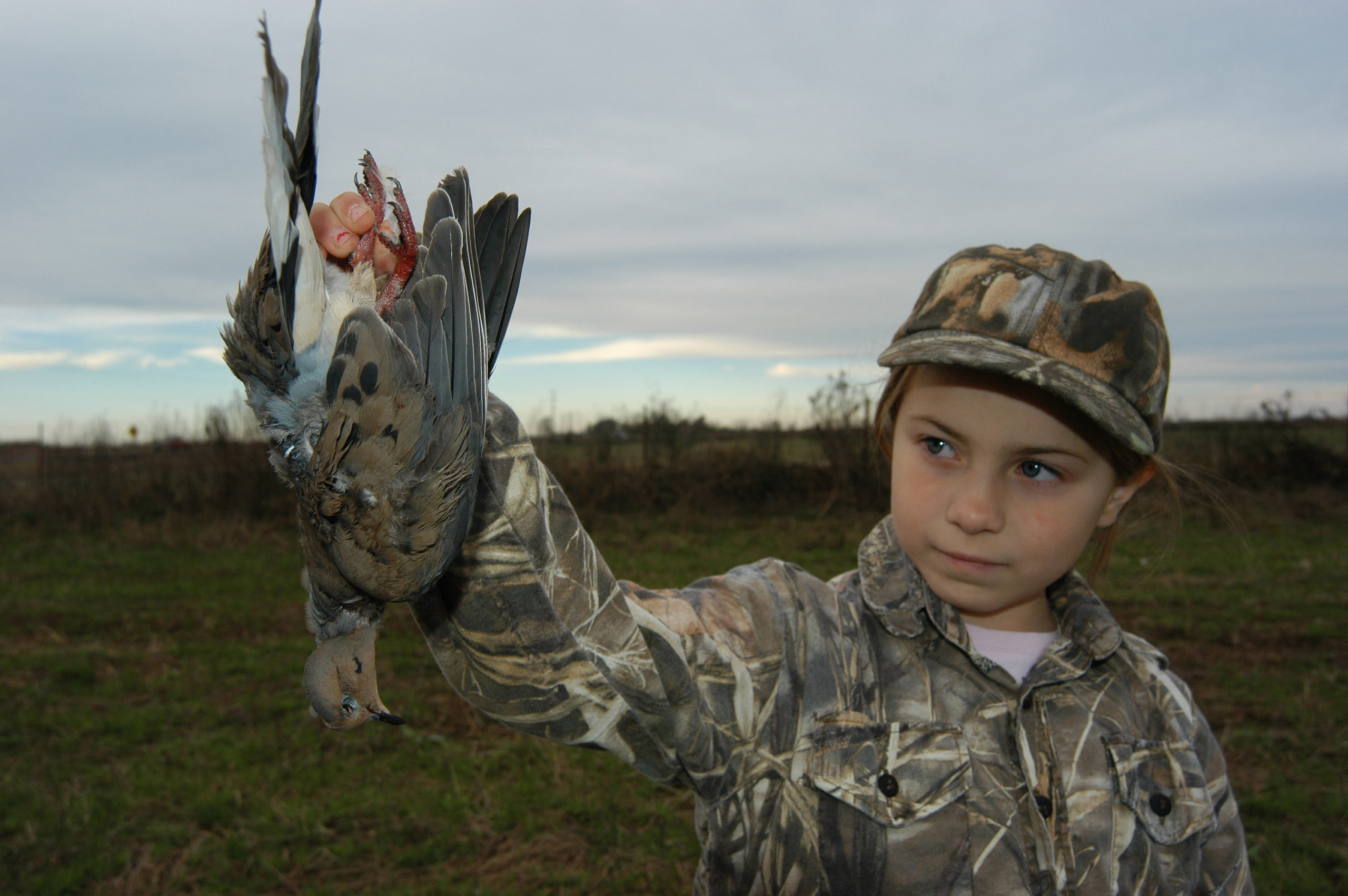 Herbert Field planted in sunflowers, corn, millet for special youth hunt