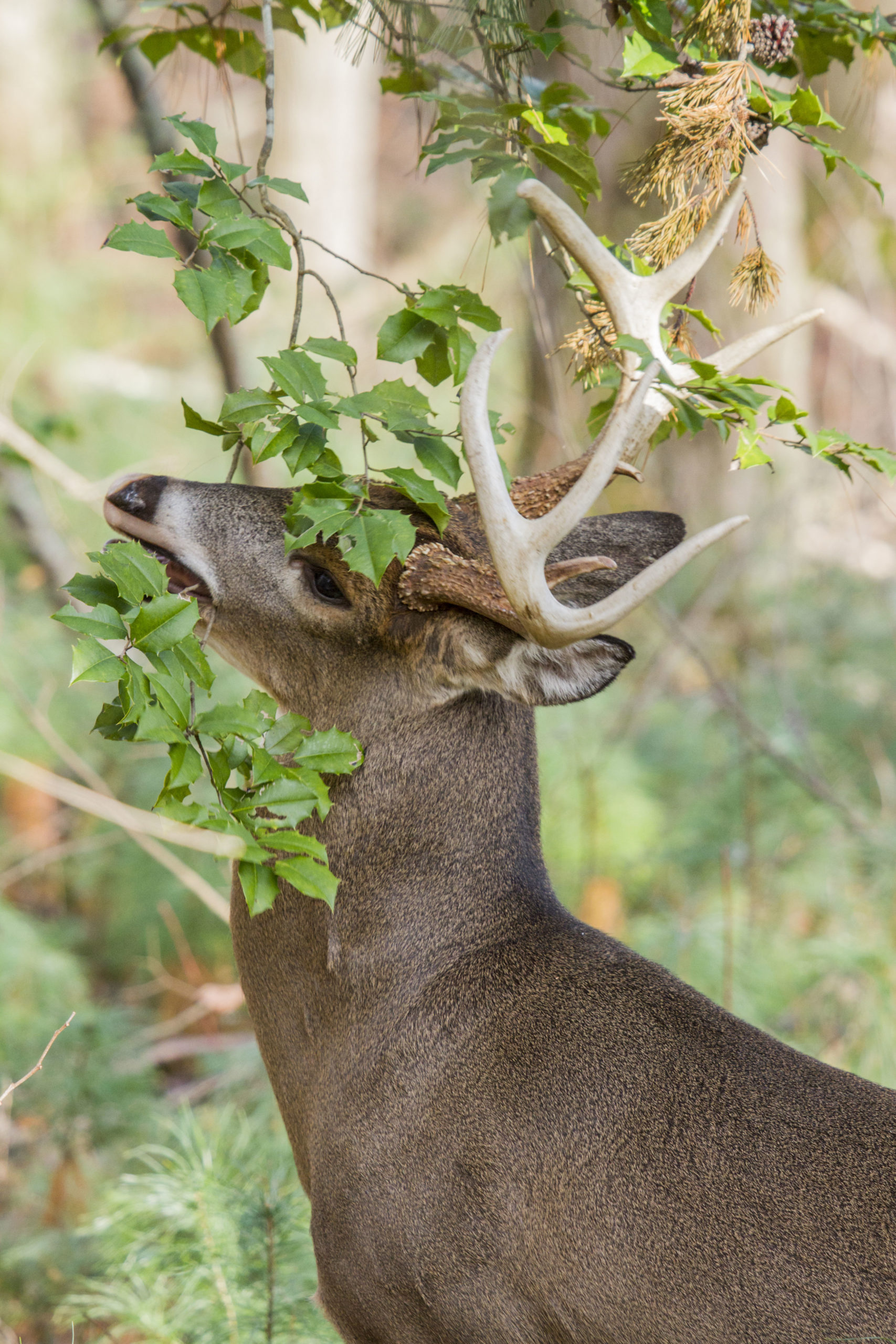 Make your breaks with mock deer scrapes