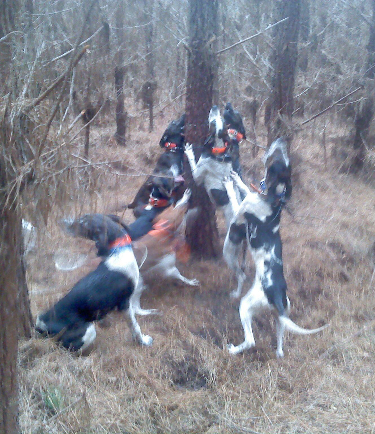 Hunting with hounds
