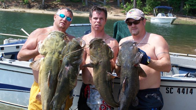 Spawning catfish make great targets for bare-handed catfish anglers