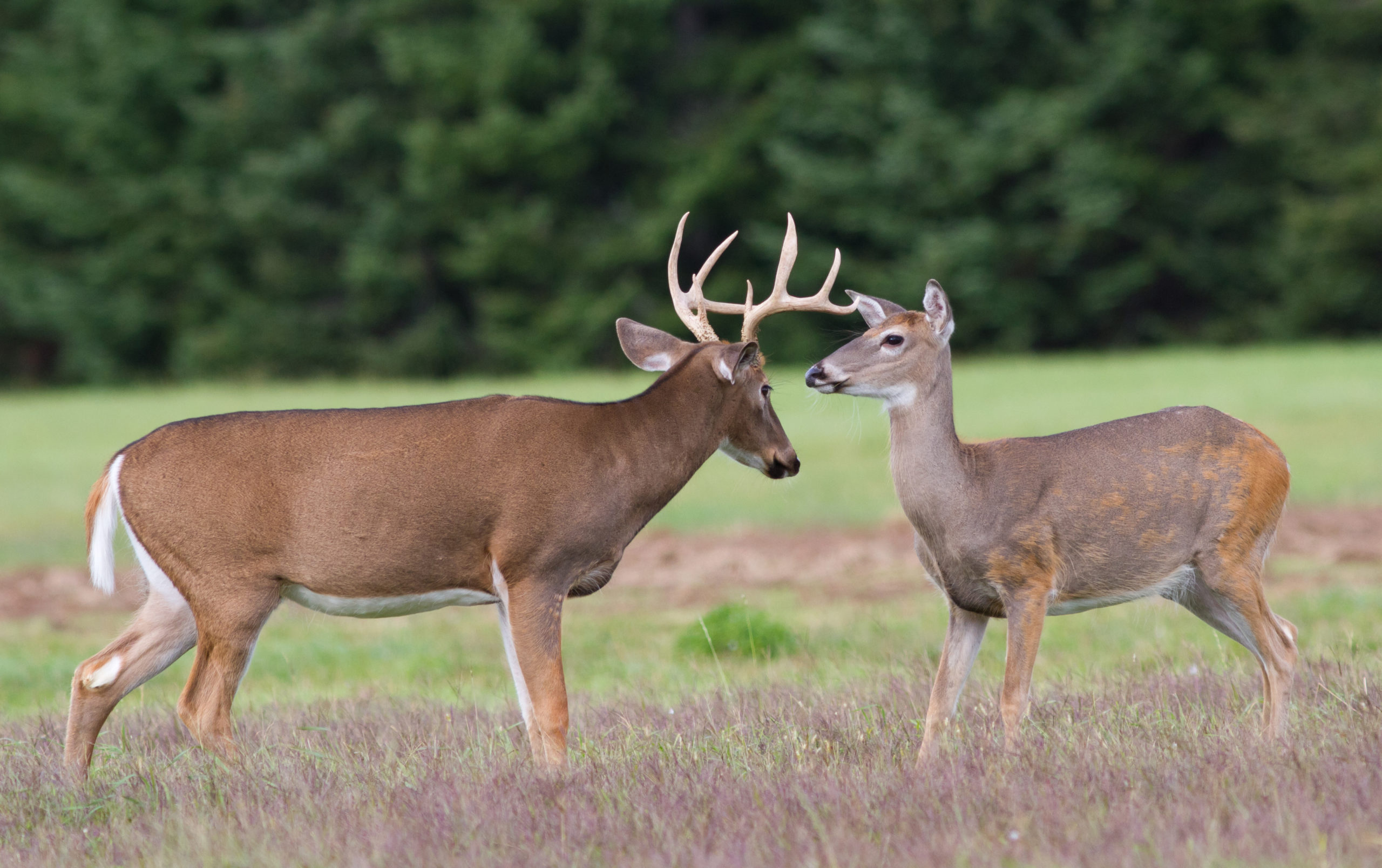 SC deer hunting regulations facing big changes