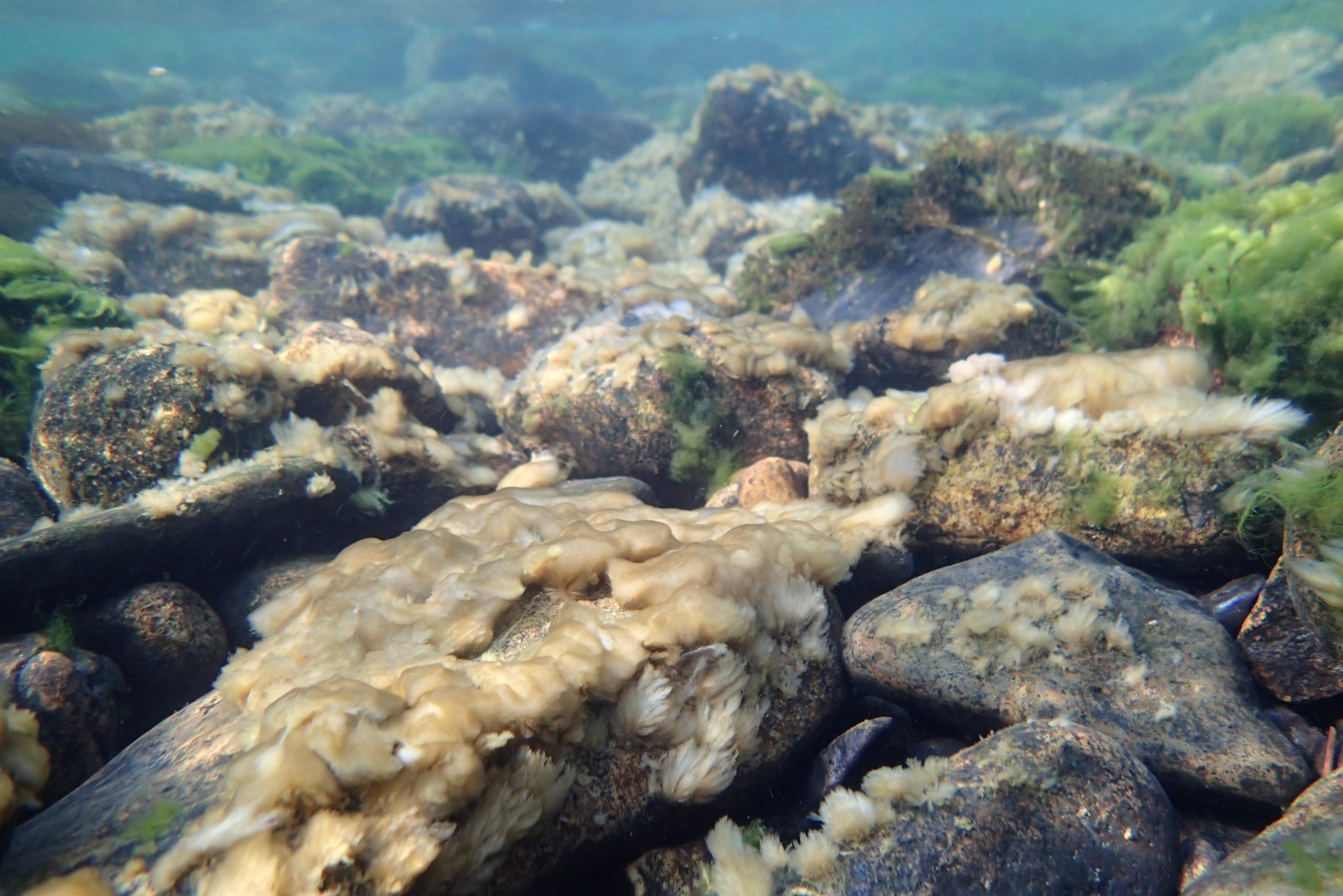 Beware of rock snot - Unwanted algae shows up in WNC streams