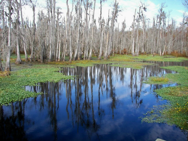 Pocotaligo River angler missing in Sumter County