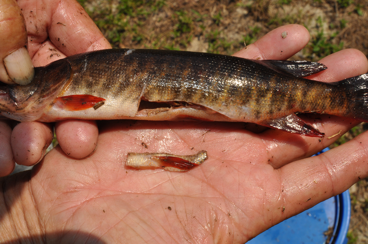Catch fish, then cut bait when targeting redfin pickerel