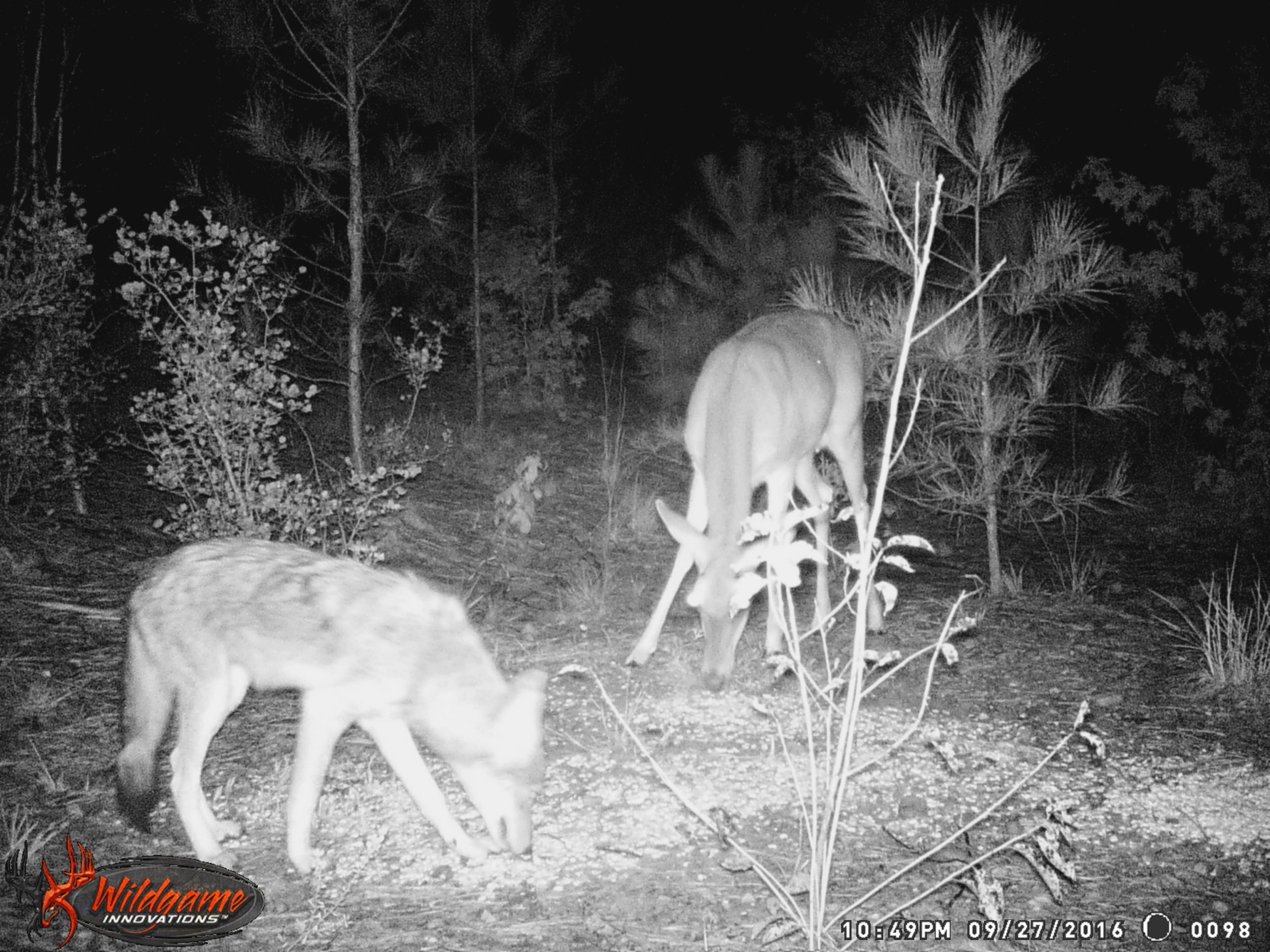 Coyote eats from corn pile, two deer join him