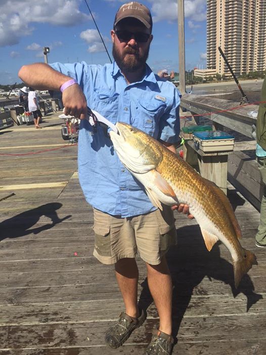 Bull redfish being caught from Apache Pier and Sunset Beach Pier