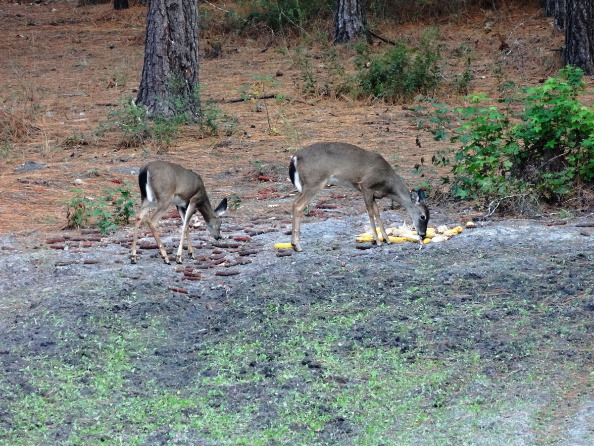 Effective deer bait varies by location