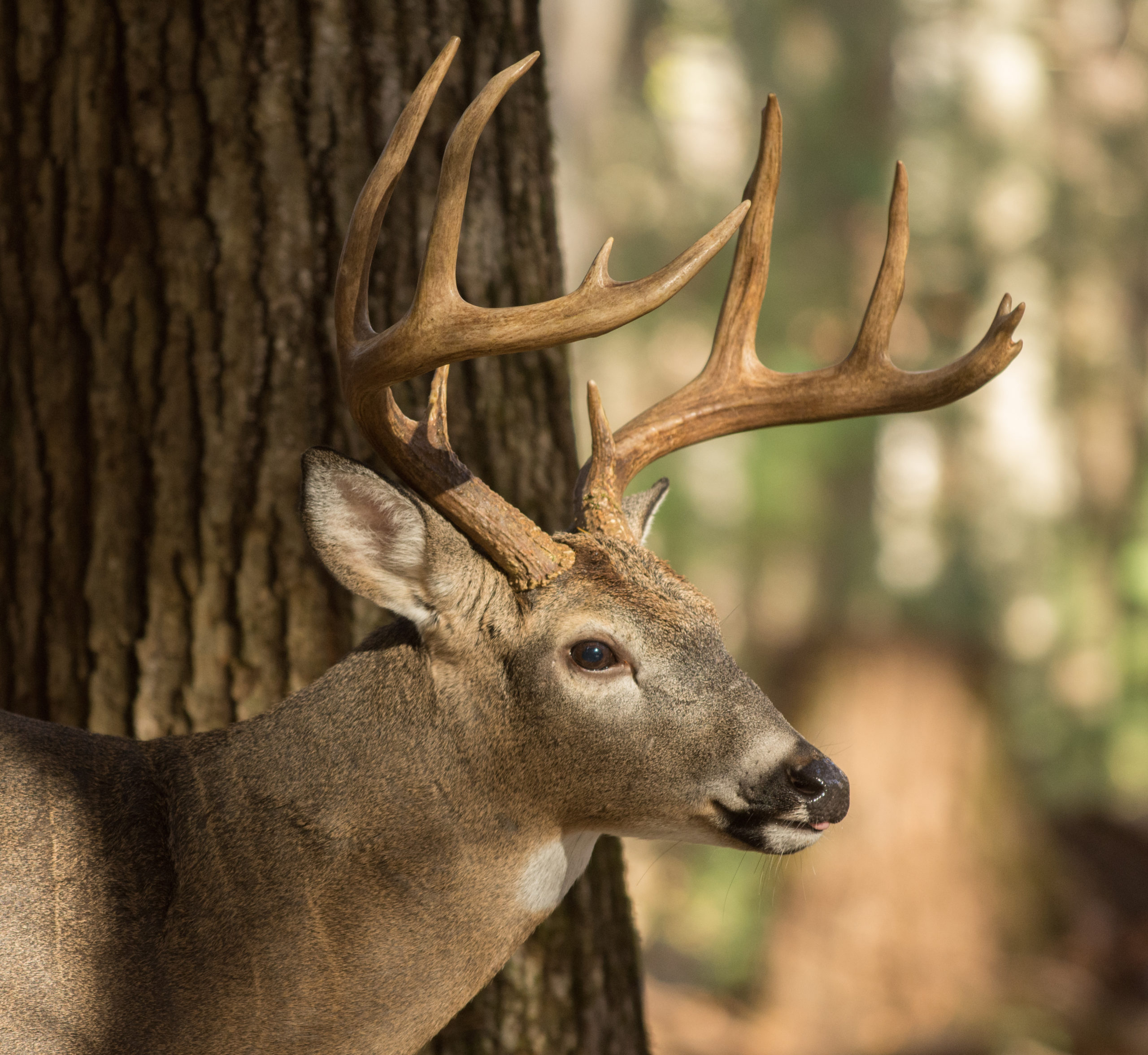 Georgia landowners find 13-point buck in hog trap