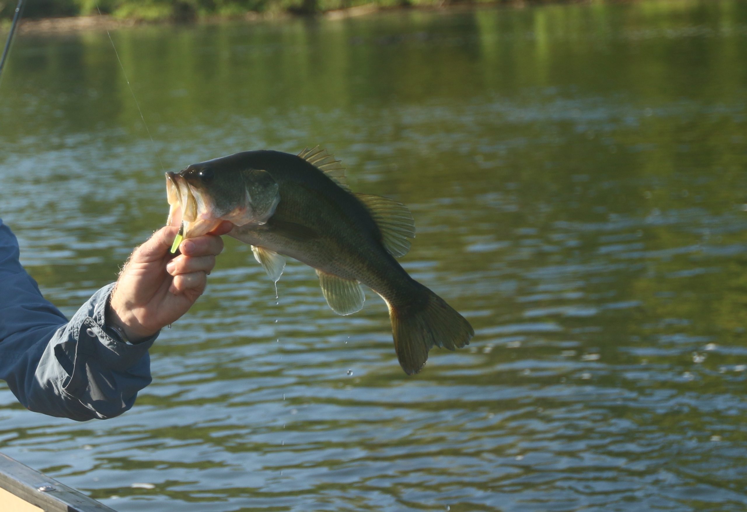 Cold weather river bassing tips