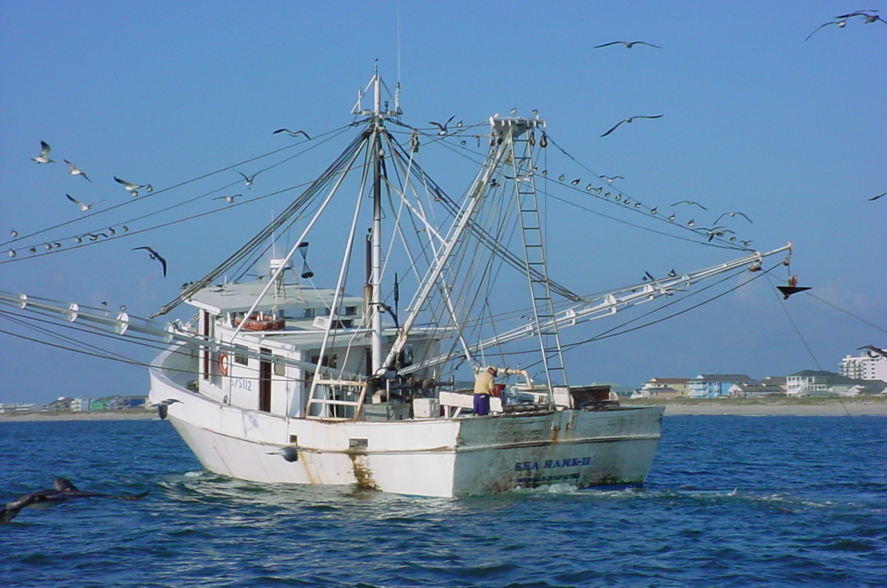 Shrimp Trawler Bycatch