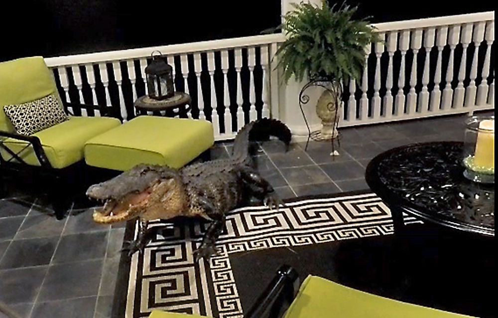 Mt. Pleasant, S.C. family finds big gator on 2nd-story porch