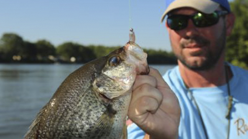 Black crappie and white crappie--knowing the difference