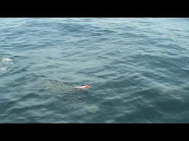 Captain catching amberjacks on topwater plugs out of Wilmington