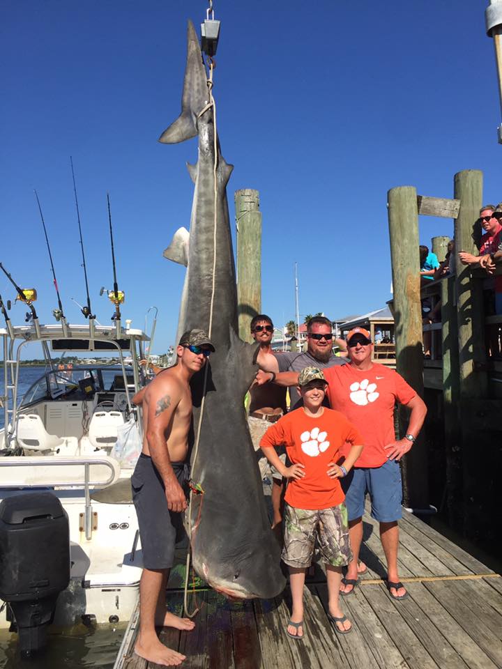 Big tiger shark wins in tournament that ended with controversy over ...