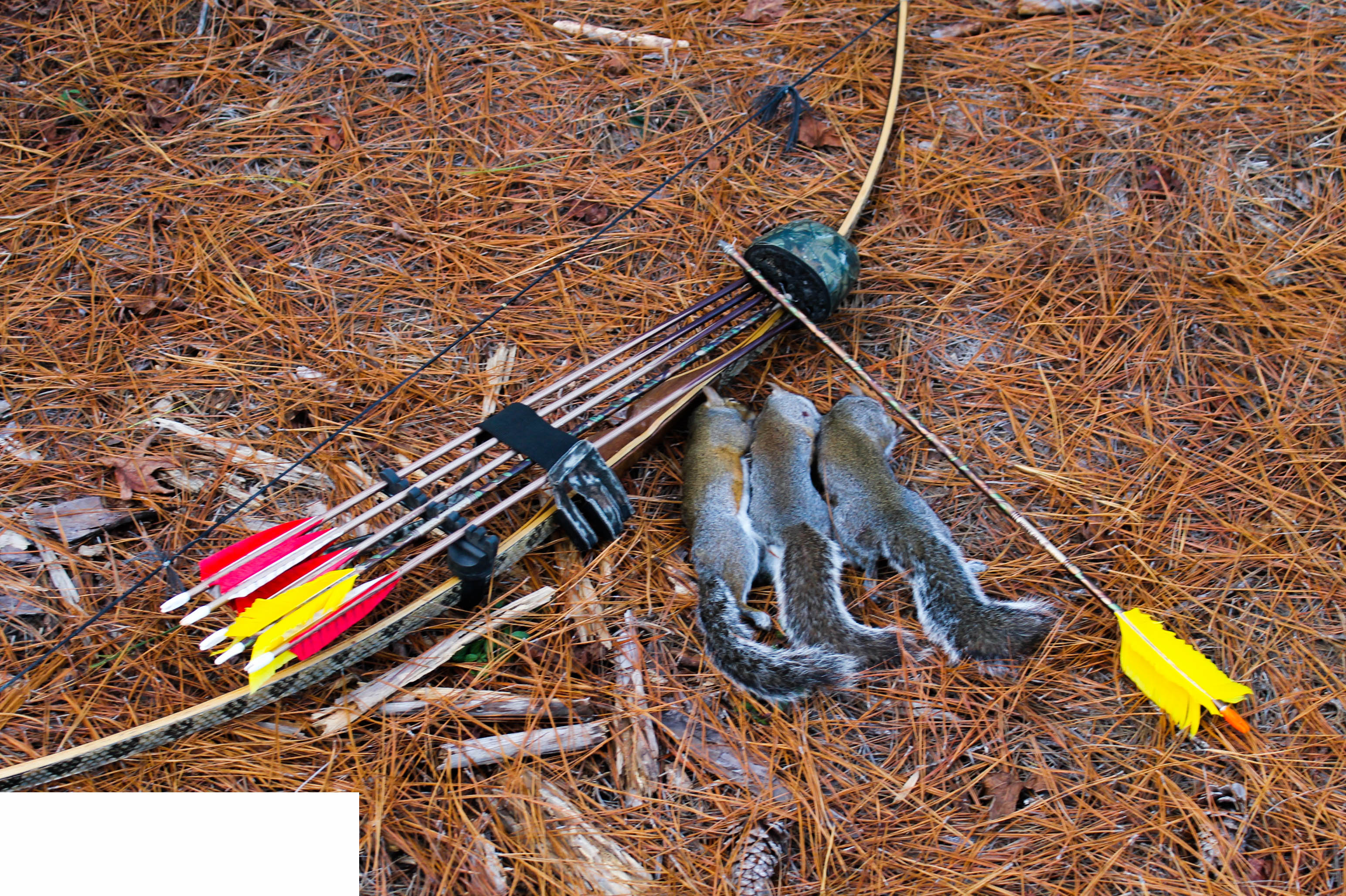 Squirrels With Weapons