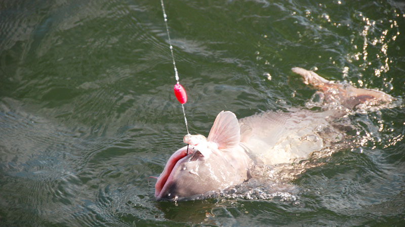 Target shallow, summer catfish on these three South Carolinas lakes