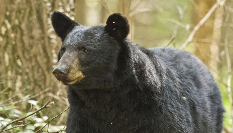 Bear facts for South Carolina WMAs