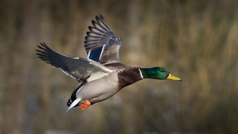 North Carolina's 2019-20 waterfowl seasons are set - Carolina Sportsman