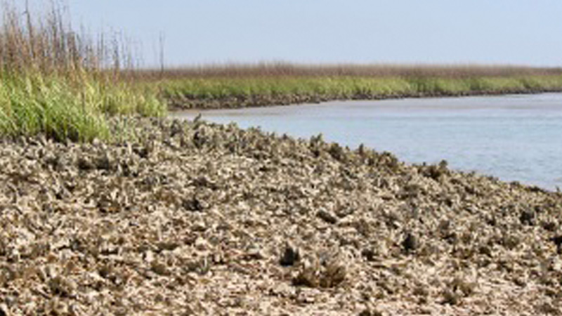 S.C. shellfish harvesting season will close May 31 - Carolina Sportsman