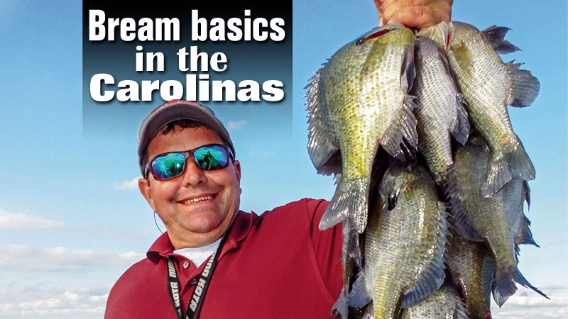 Bream basics in the Carolinas - Carolina Sportsman
