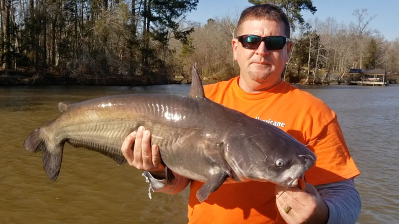 Quality catfish are biting at Fishing Creek - Carolina Sportsman