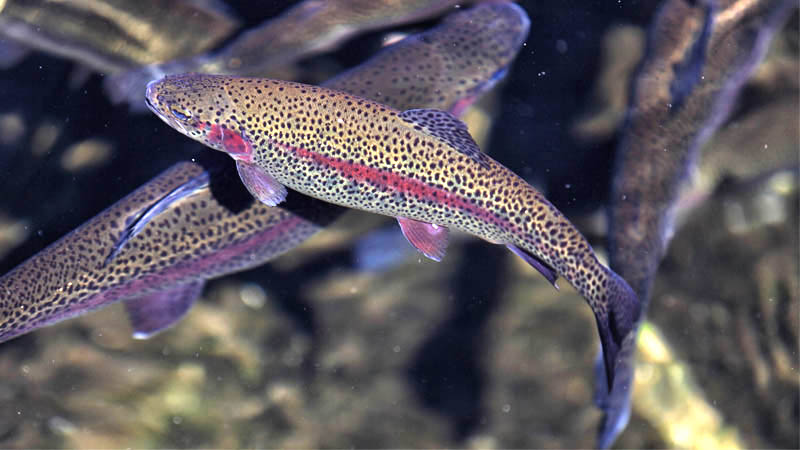 SCDNR stocking trout in Saluda River - Carolina Sportsman