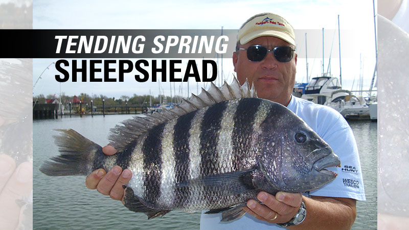 It’s time to herd spring sheepshead - Carolina Sportsman