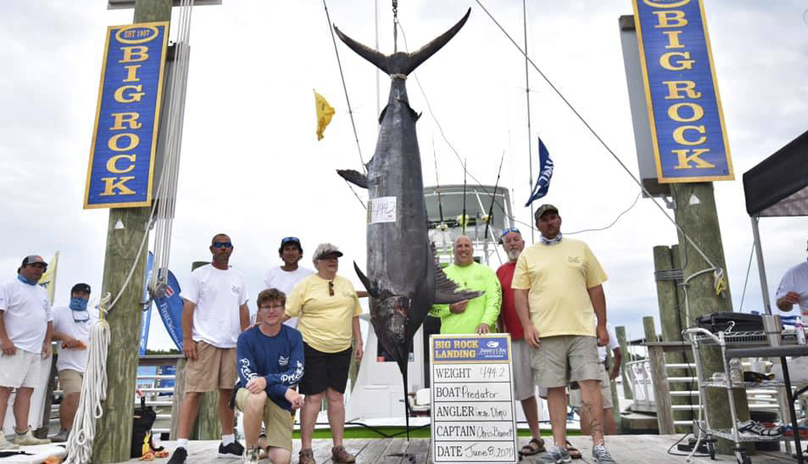 494-pound blue marlin weighed at Big Rock - Carolina Sportsman